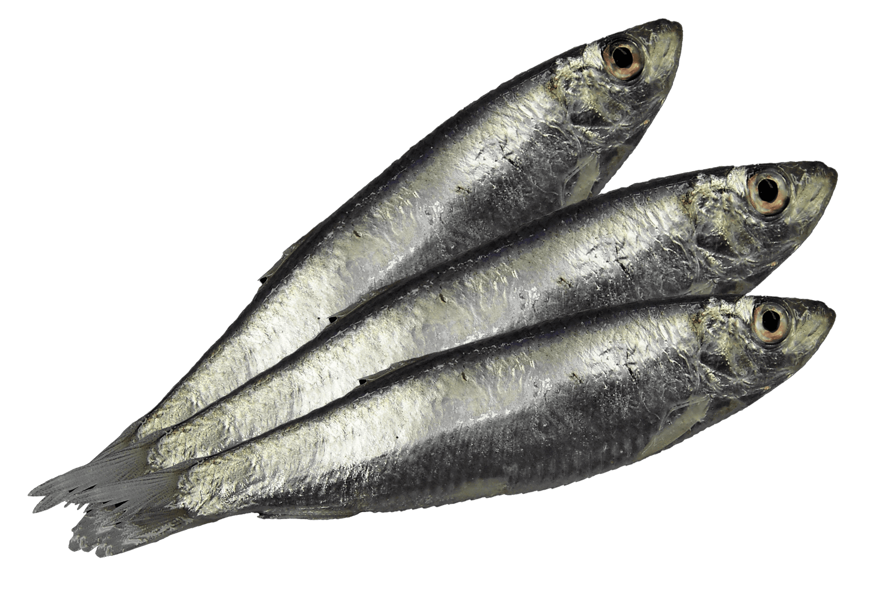 Sprats whole 1kg – Raw Feeding Lancs Ltd